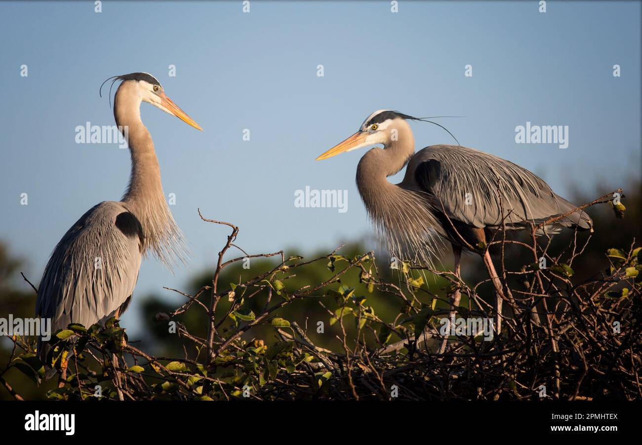 Great Blue Heron Pair at Florida Wetland Rookery Stock Photo - Alamy