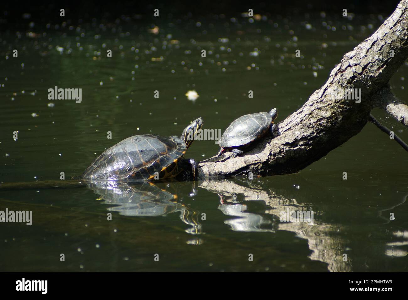 Various species of freshwater turtles, also called river cooter ...