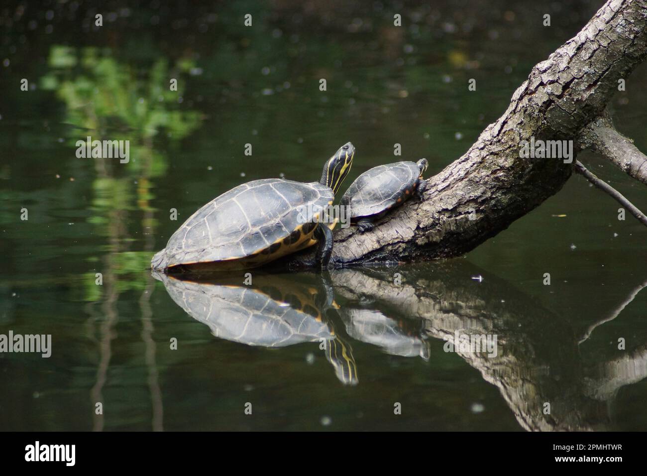 Various species of freshwater turtles, also called river cooter ...