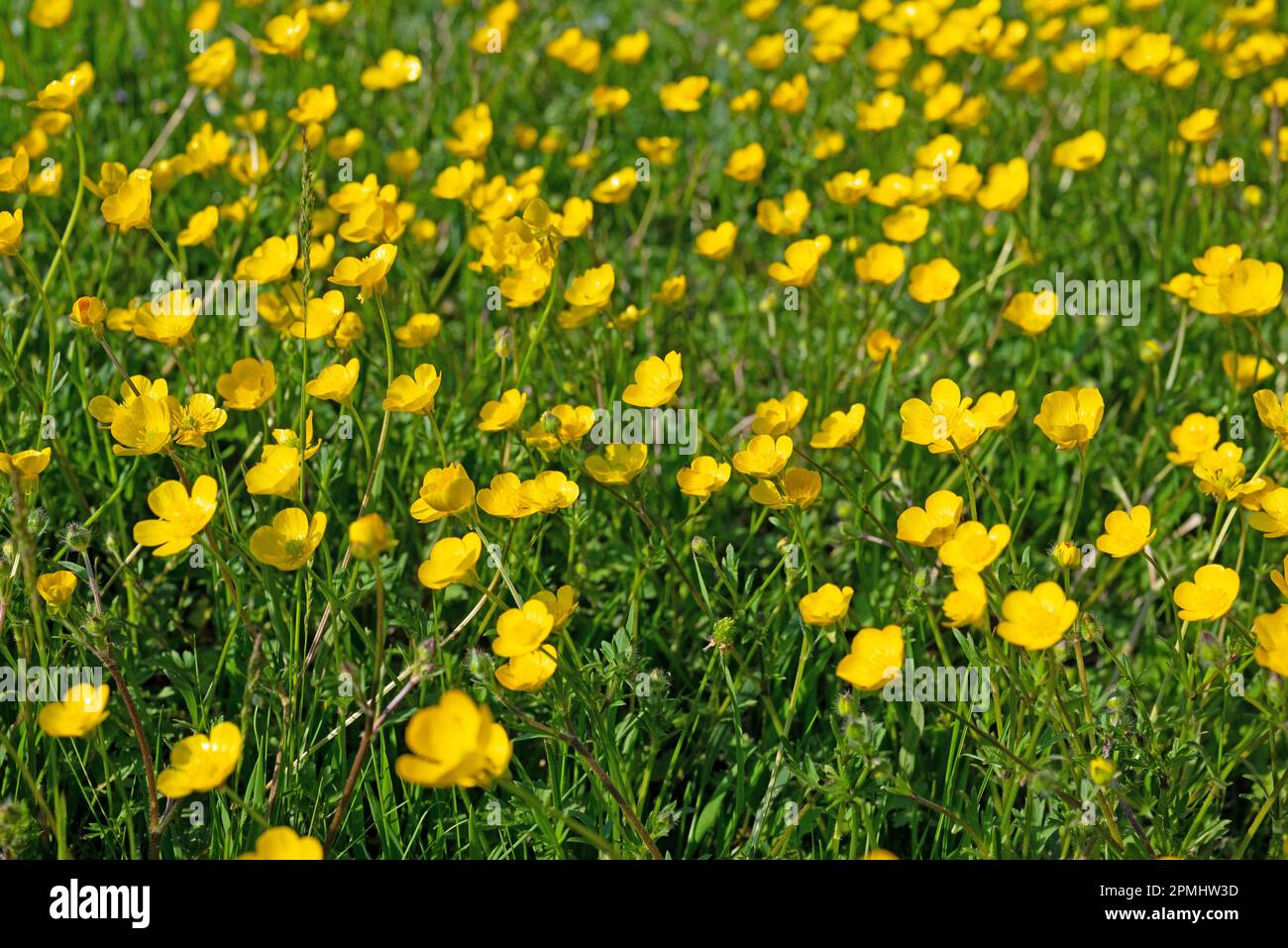 Sharp buttercups hi-res stock photography and images - Alamy