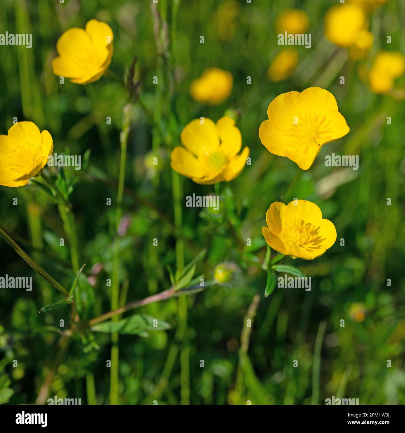 Sharp buttercups hi-res stock photography and images - Alamy