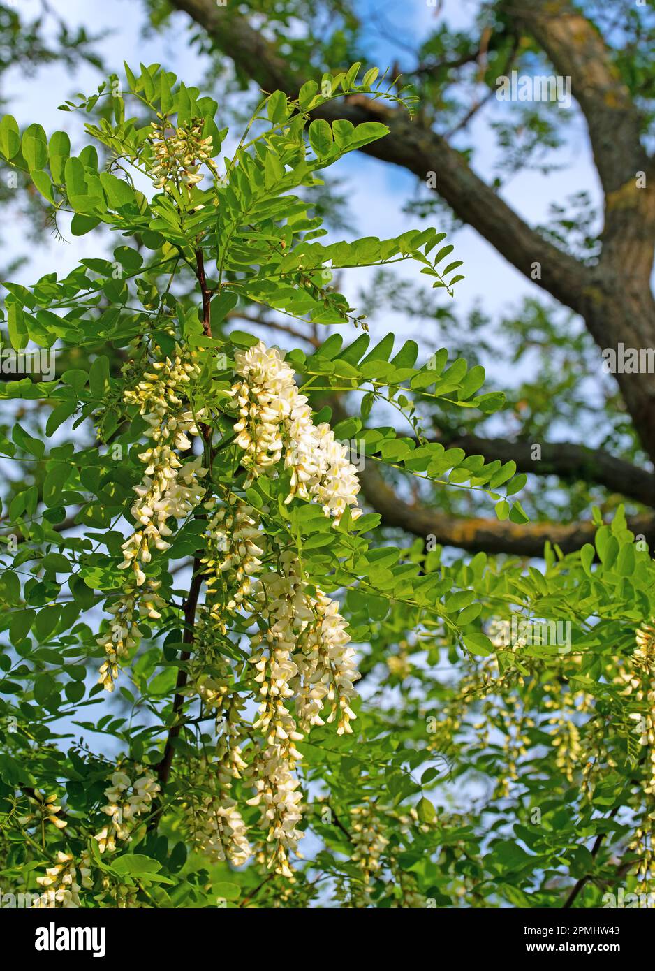 Blooming black locust, Robinia pseudoacacia, in spring Stock Photo - Alamy