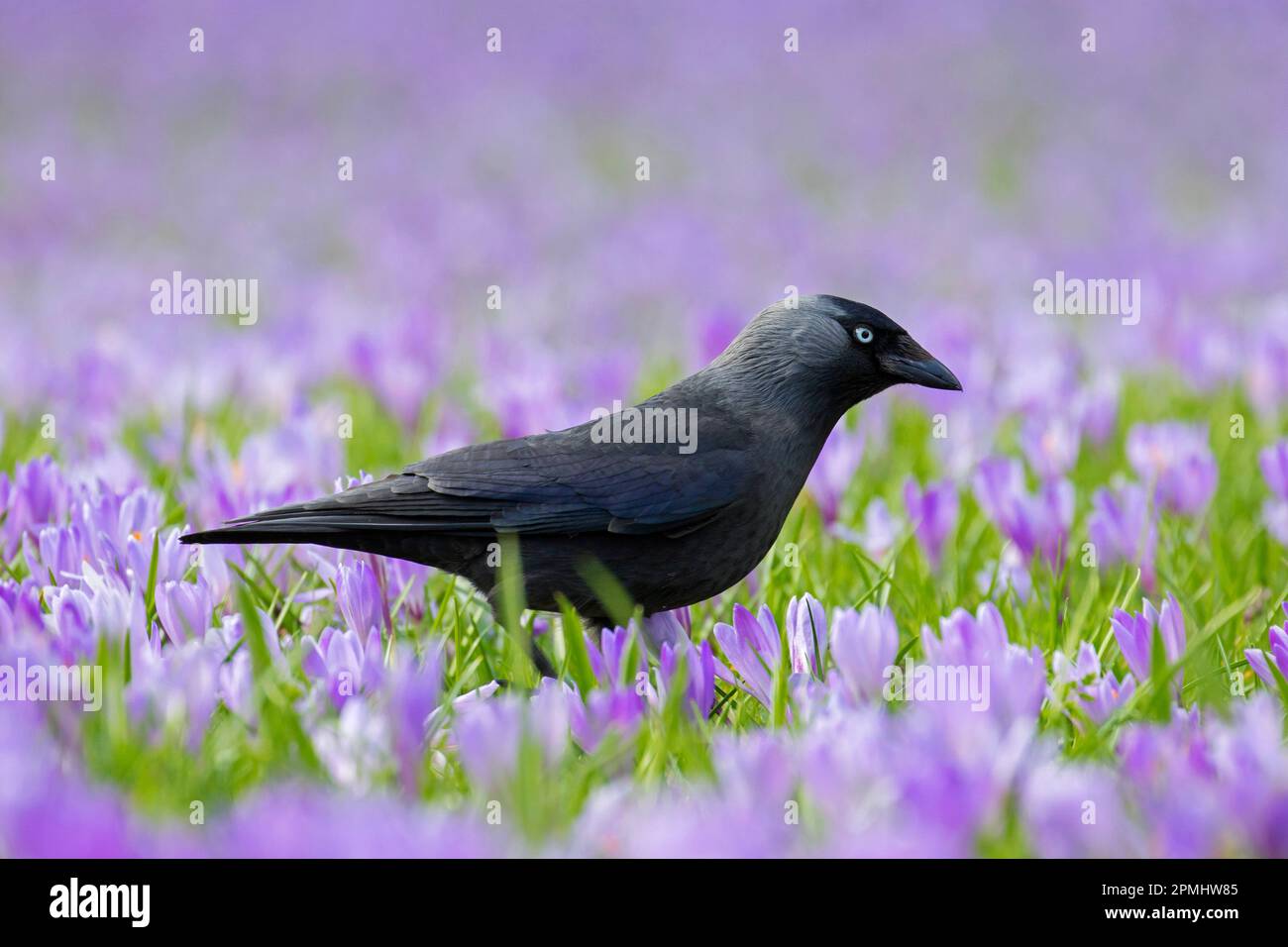 Western jackdaw / European jackdaw (Corvus monedula / Coloeus monedula ...