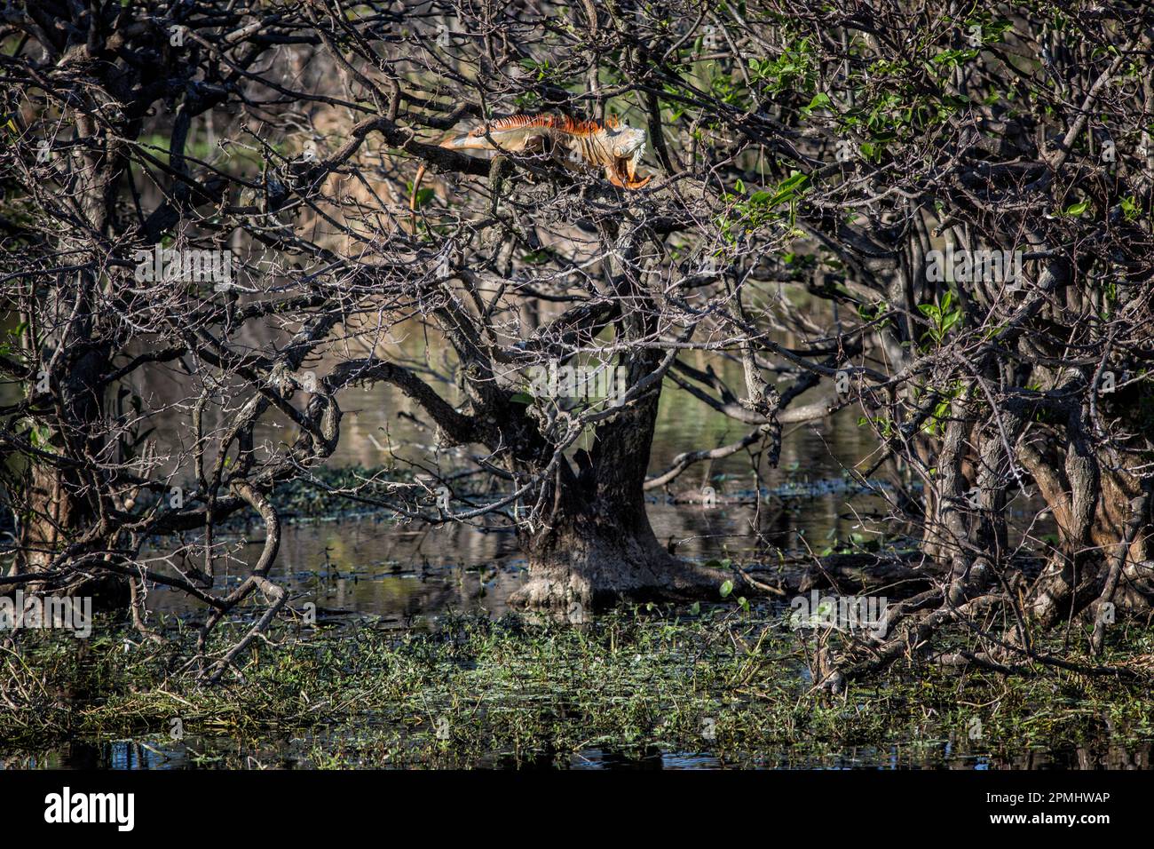 Florida Iguana in its mating colors perched in Pond Apple trees. This ...
