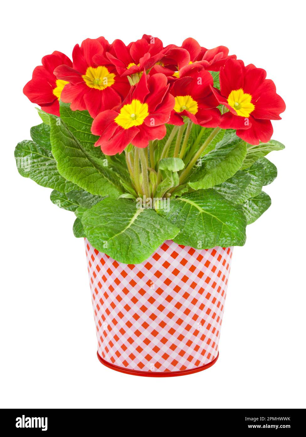 Primrose and red flowerpot isolated white background Stock Photo - Alamy