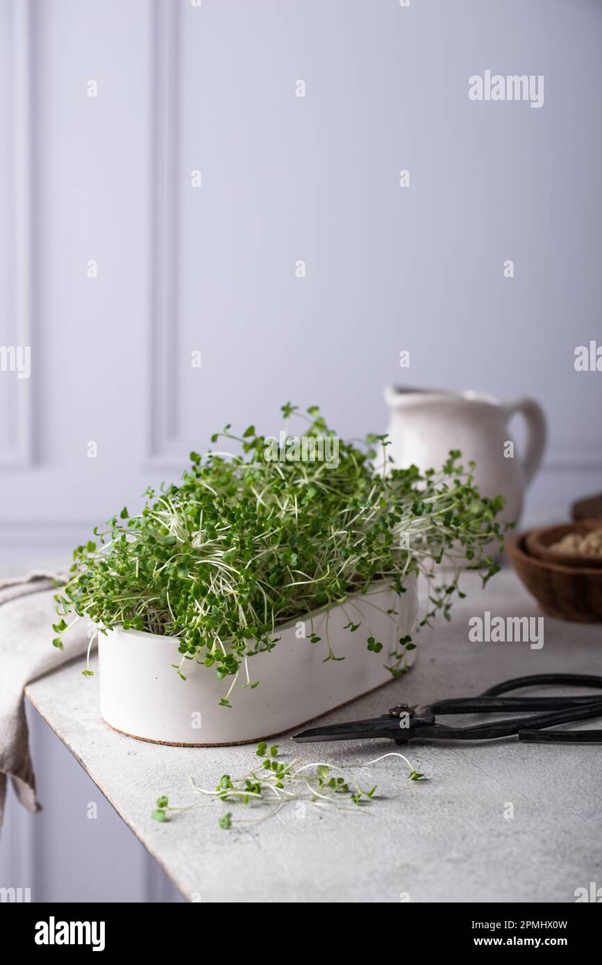Microgreen in growing container, healthy trendy food Stock Photo - Alamy
