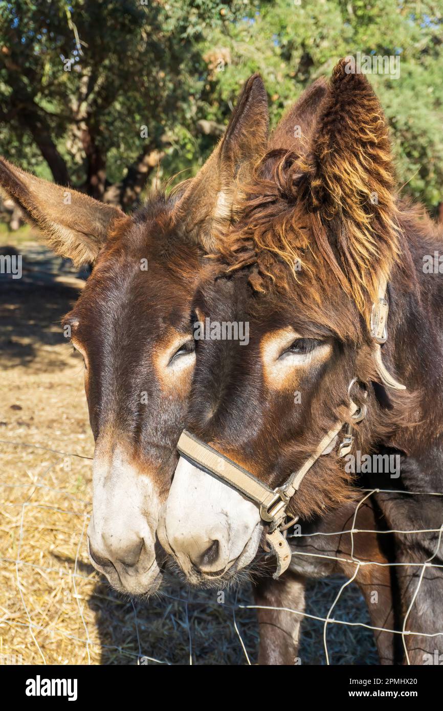 Brown Catalan donkey in a beige bridle with long hair on his ears on a ...