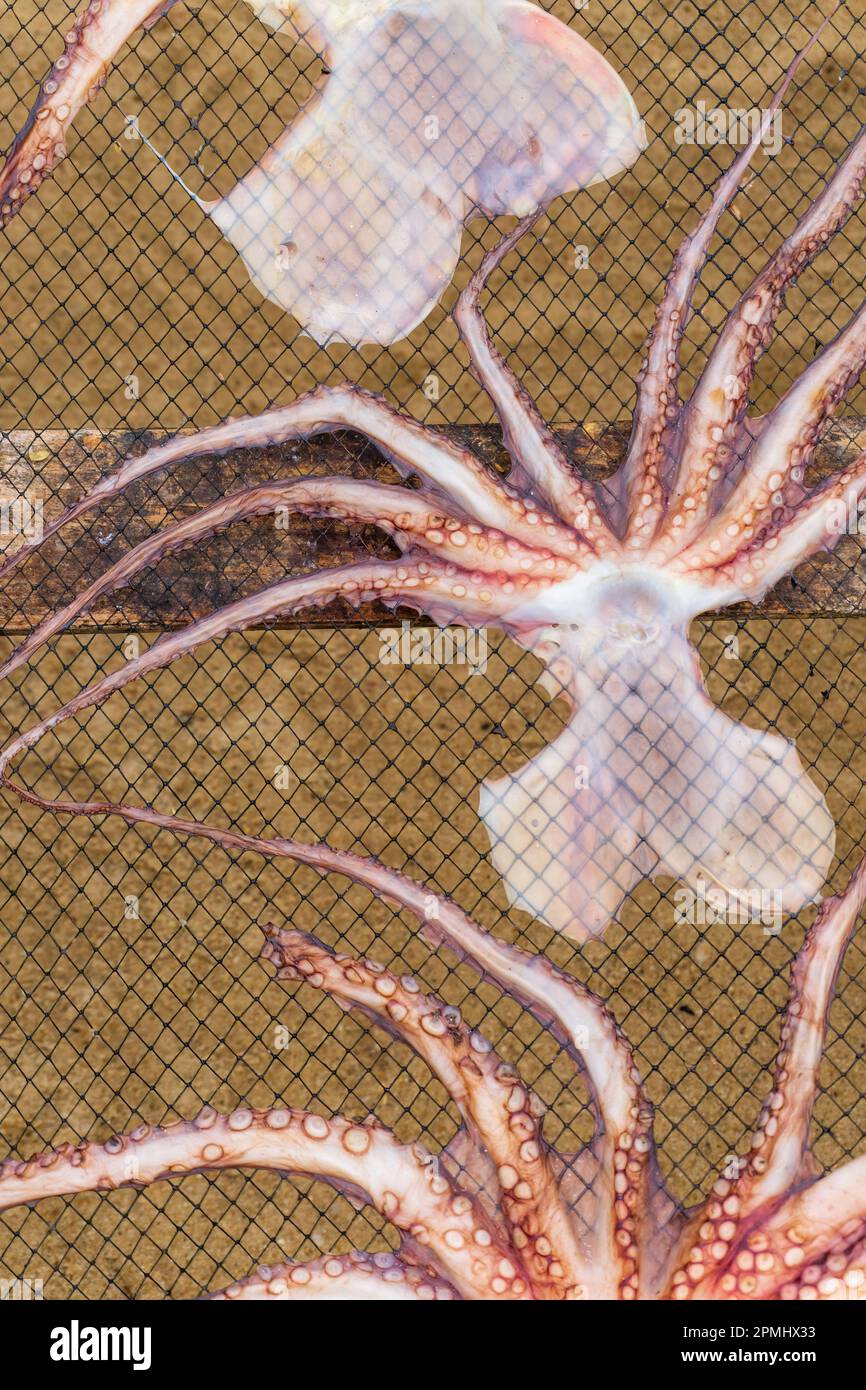 Octopuses dries on a net background Stock Photo - Alamy