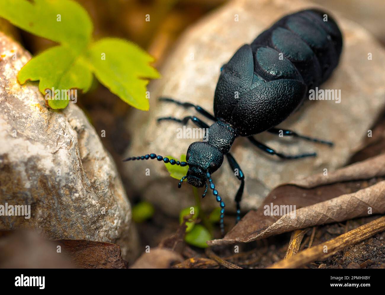 poisonous blister beetle, oil beetle, female Stock Photo - Alamy