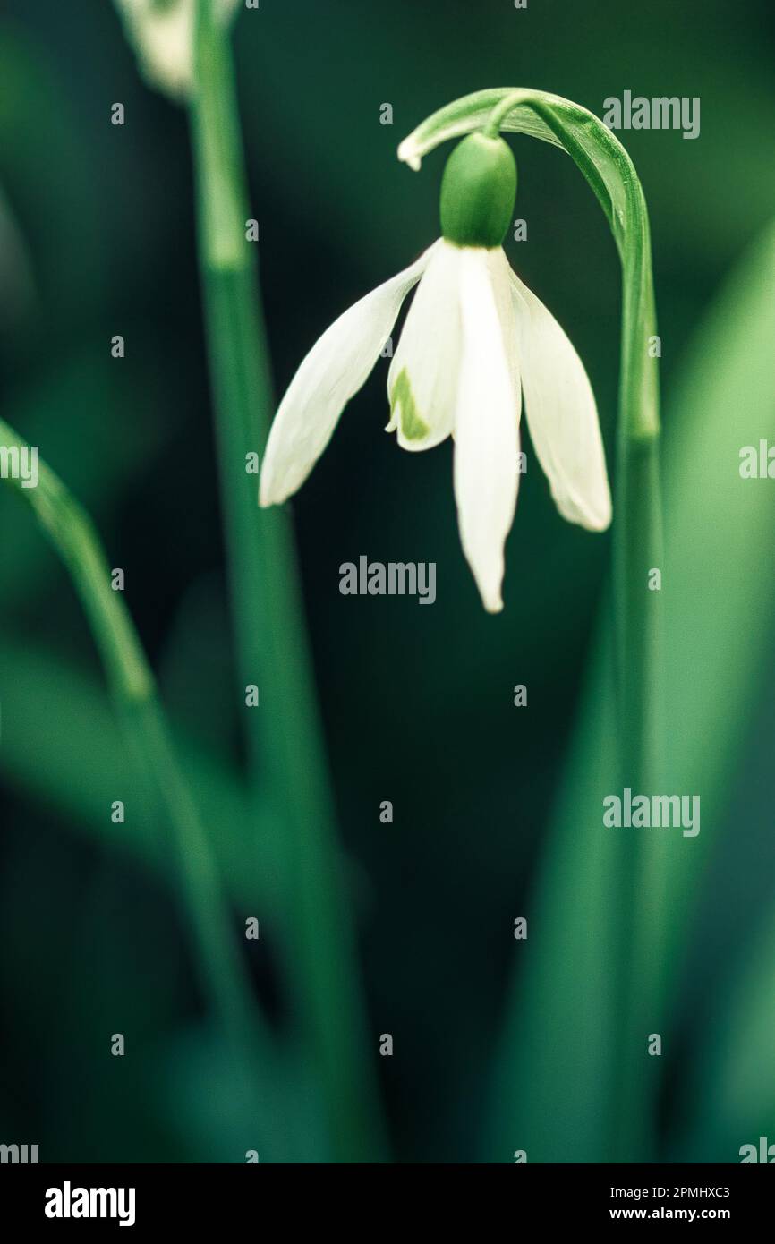 March snowdrop hi-res stock photography and images - Alamy