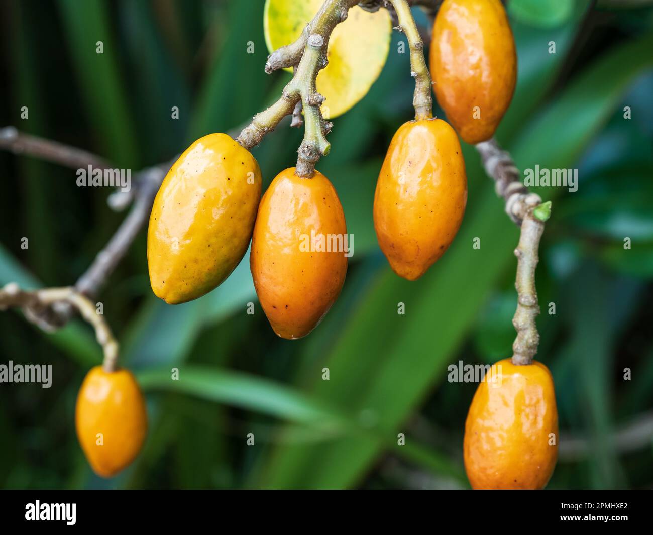 Close-up shot o Karaka tree (Corynocarpus laevigatus) berries Stock ...