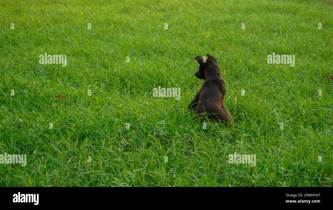 Green grass field. A pet dog is sitting on a carpet of green grass ...