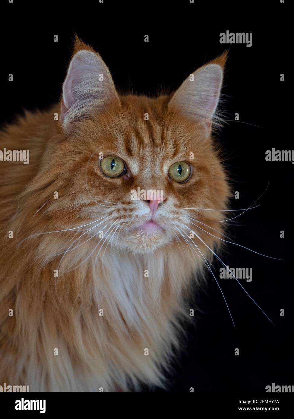 Maine Coon domestic cat portrait Stock Photo - Alamy
