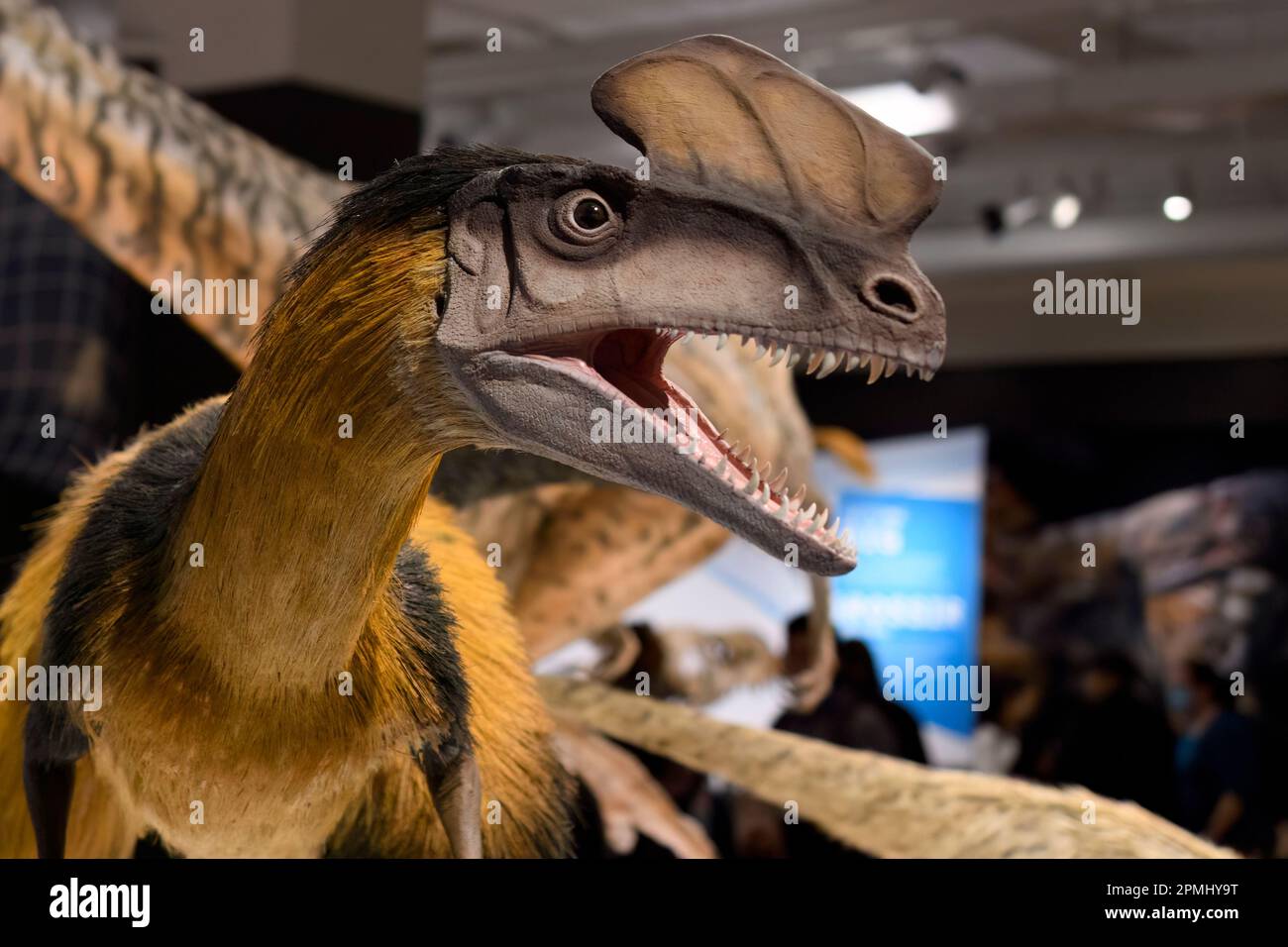 Model or replica of a Proceratosaurus Bradleyi. Exhibition in the Royal ...