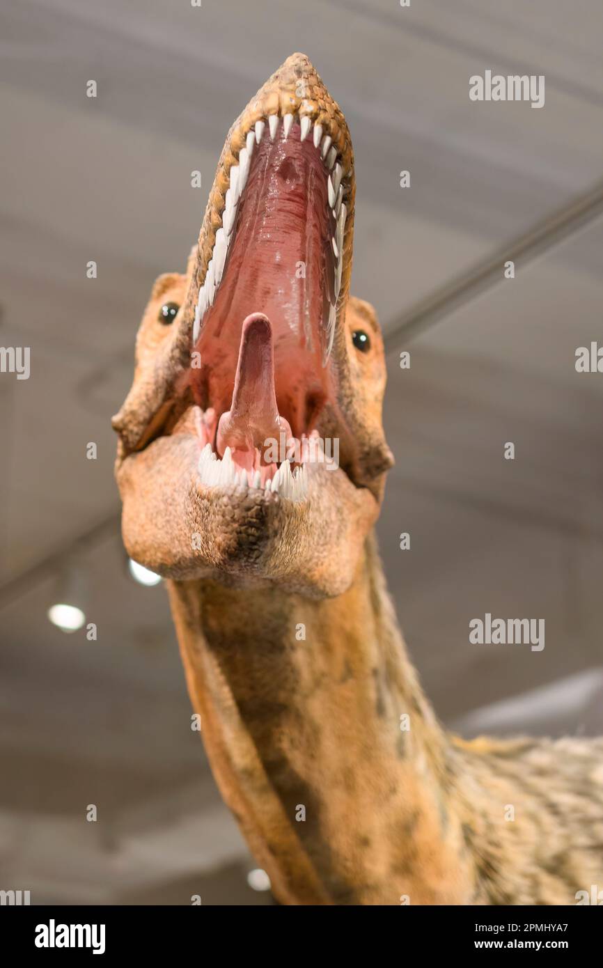 Low-angle view of the animal's head with an opened mouth. Detail of a ...