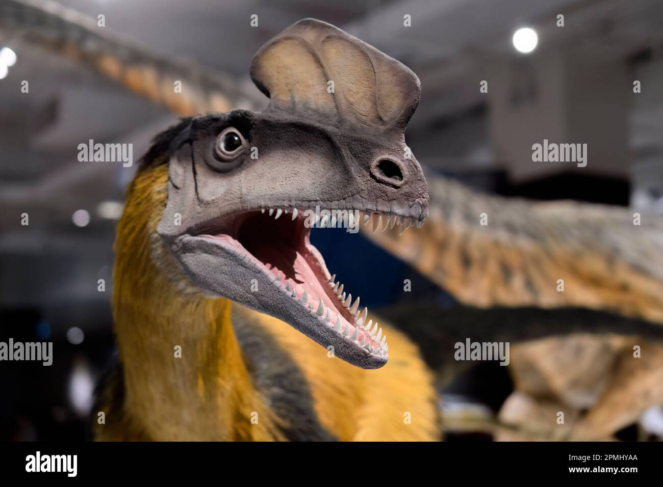 Model or replica of a Proceratosaurus Bradleyi. Exhibition in the Royal ...