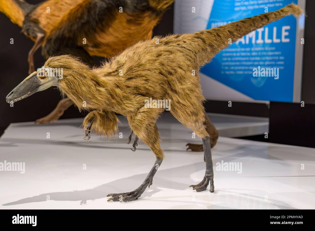 Replica of an adolescent or young Dilong paradoxus. Exhibition in the ...