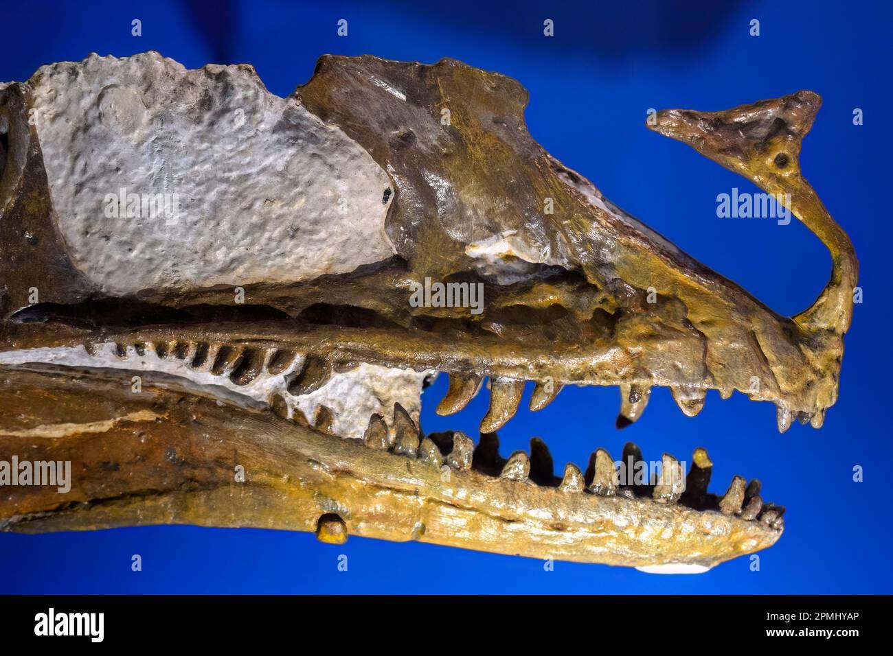 Fossil skull of a Proceratosaurus Bradleyi. Exhibition in the Royal ...