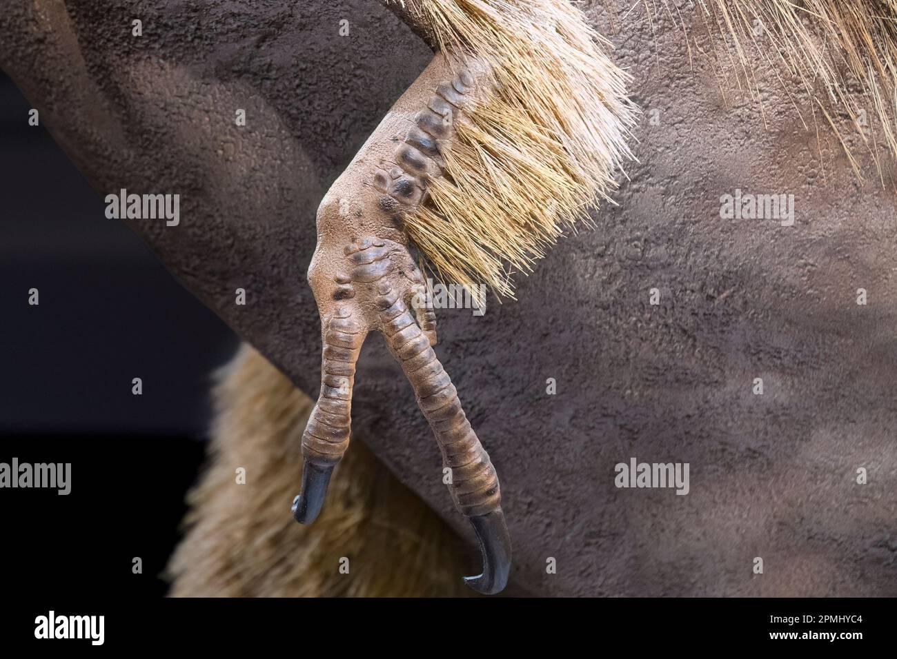 Hands with two fingers. Detail of a young Tyrannosaurus Rex dinosaur ...
