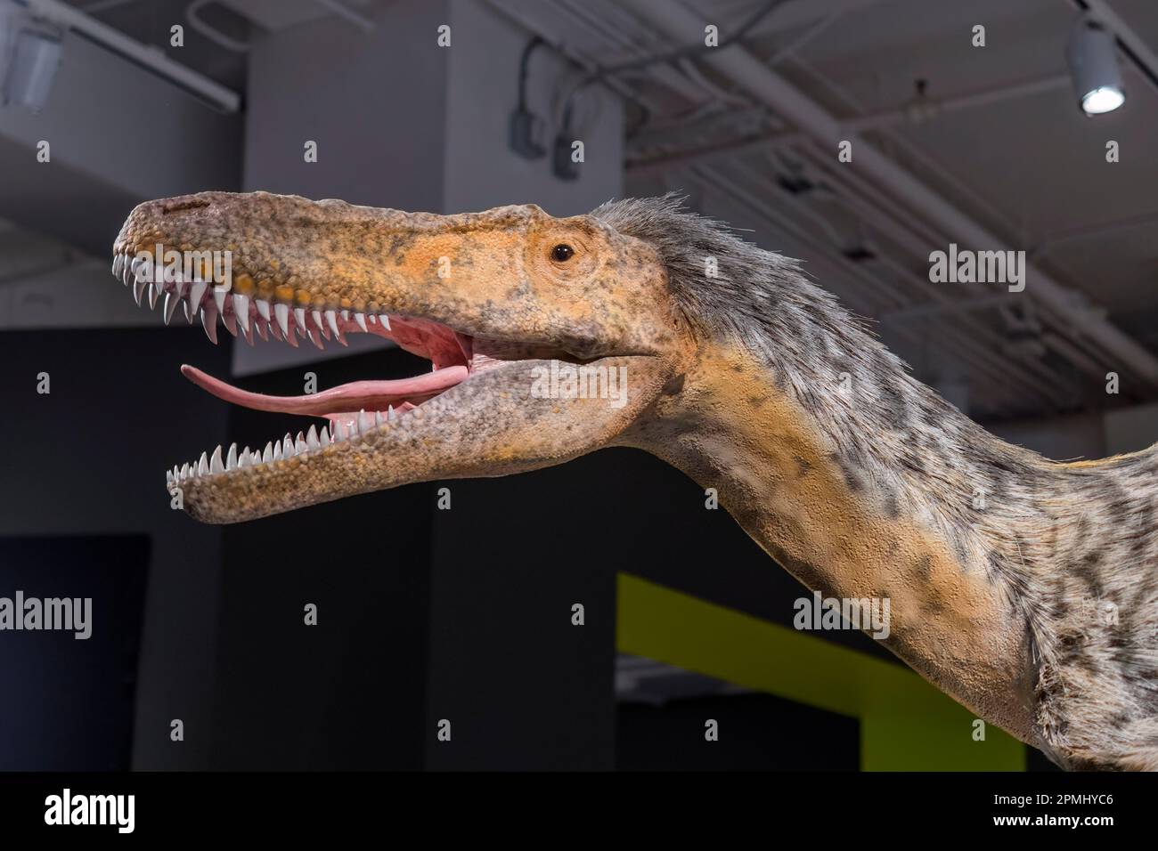 Tyrannosaurus rex side hi-res stock photography and images - Alamy