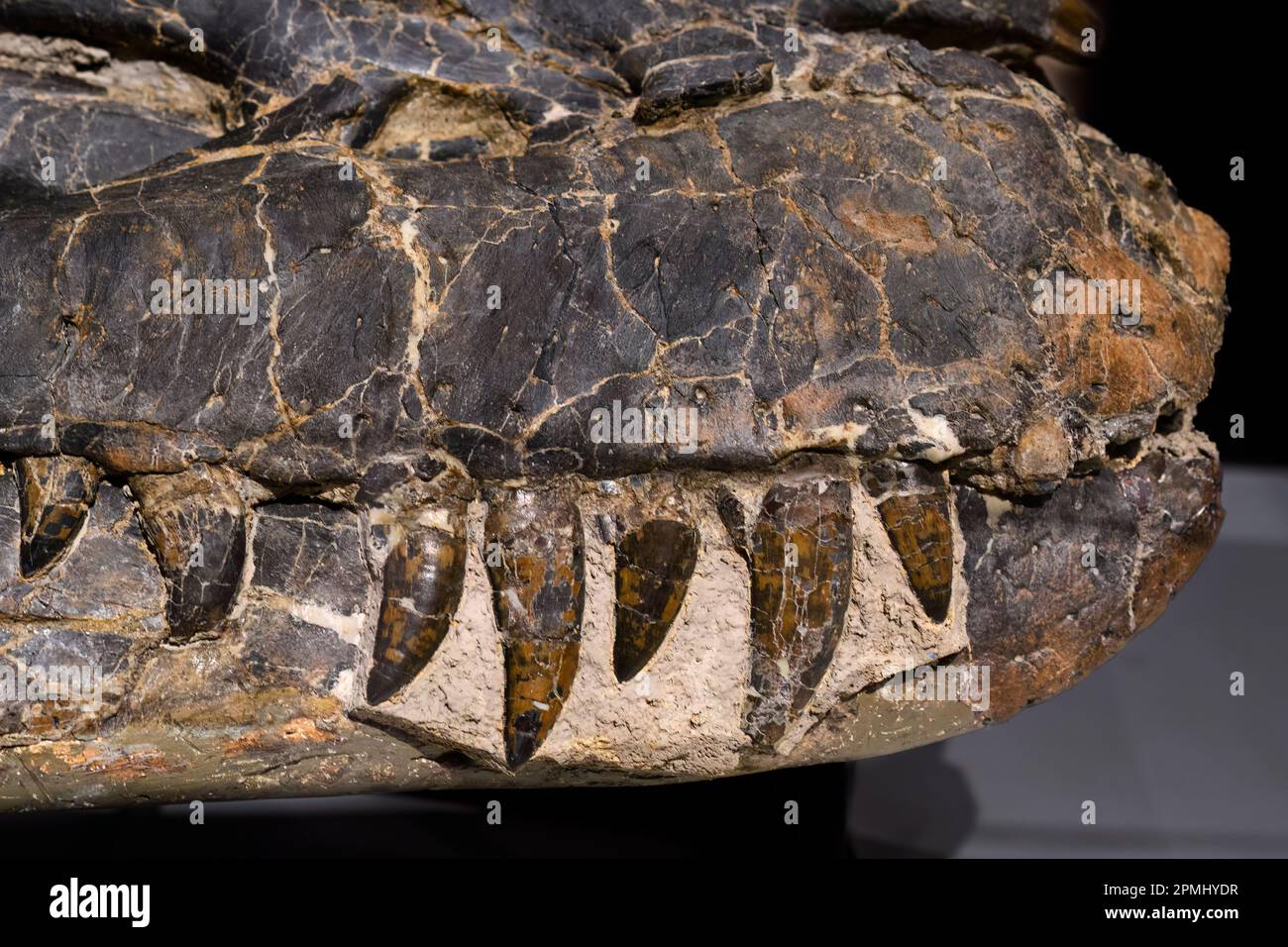 Skull fossil of an Albertosaurus. The old bone shows the teeth of the ...