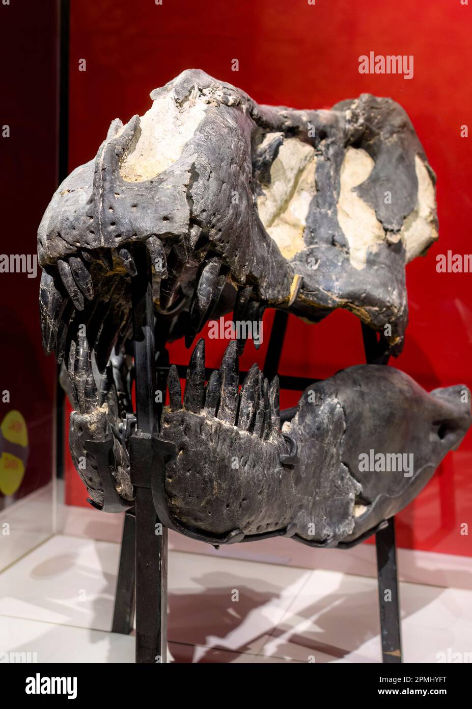 Fossil skull of a Tyrannosaurus Rex. The old bone shows the teeth of ...