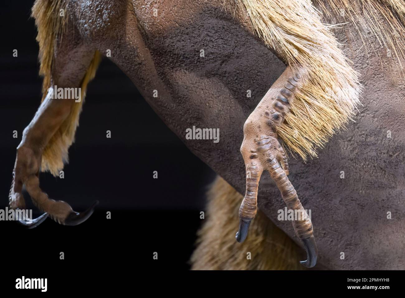 Hands with two fingers. Detail of a young Tyrannosaurus Rex dinosaur ...