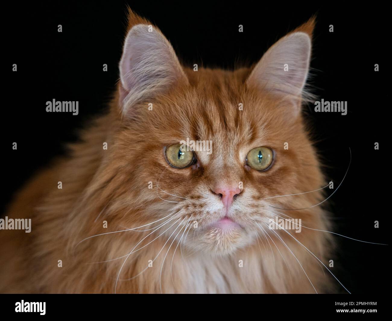 Maine Coon domestic cat portrait Stock Photo - Alamy