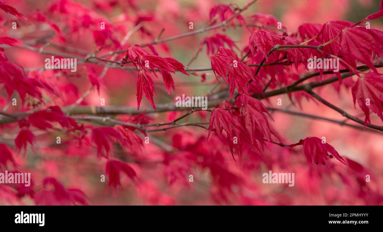Acer palmatum shindeshojo hi-res stock photography and images - Alamy