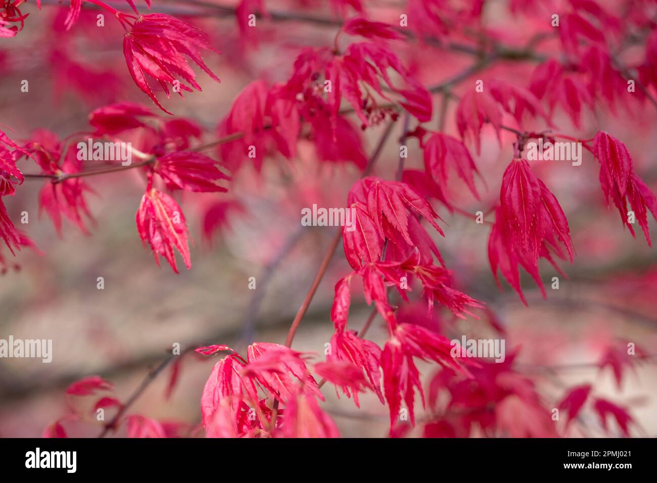 Palmatum shindeshojo hi-res stock photography and images - Alamy