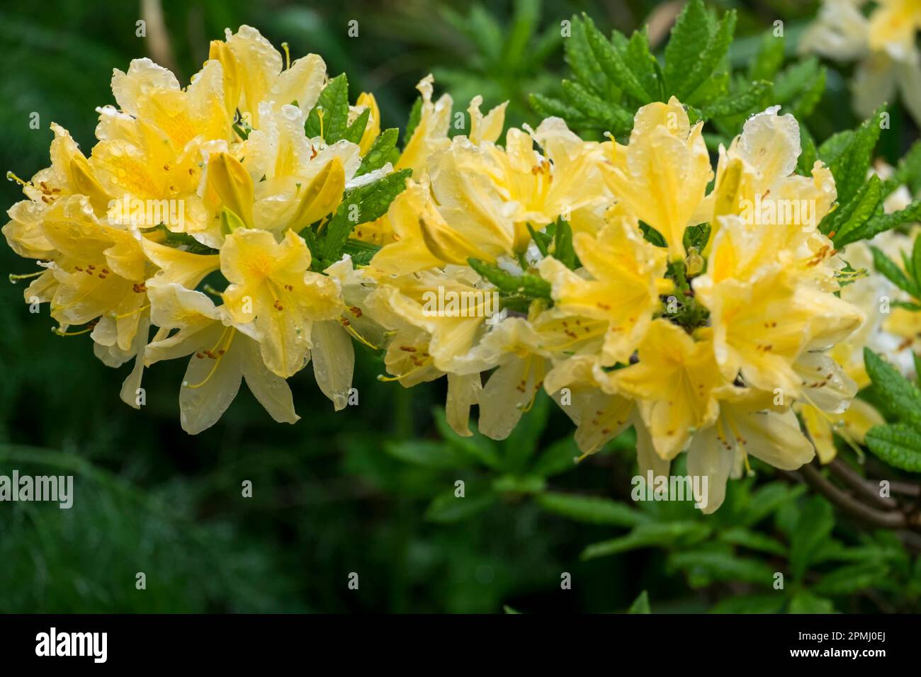 Yellow azalea shrub hi-res stock photography and images - Alamy