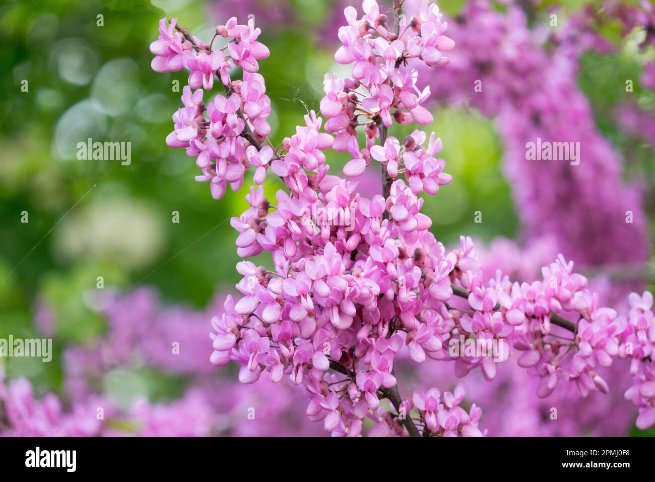 Flowering Common Judas Tree (Cercis siliquastrum Stock Photo - Alamy
