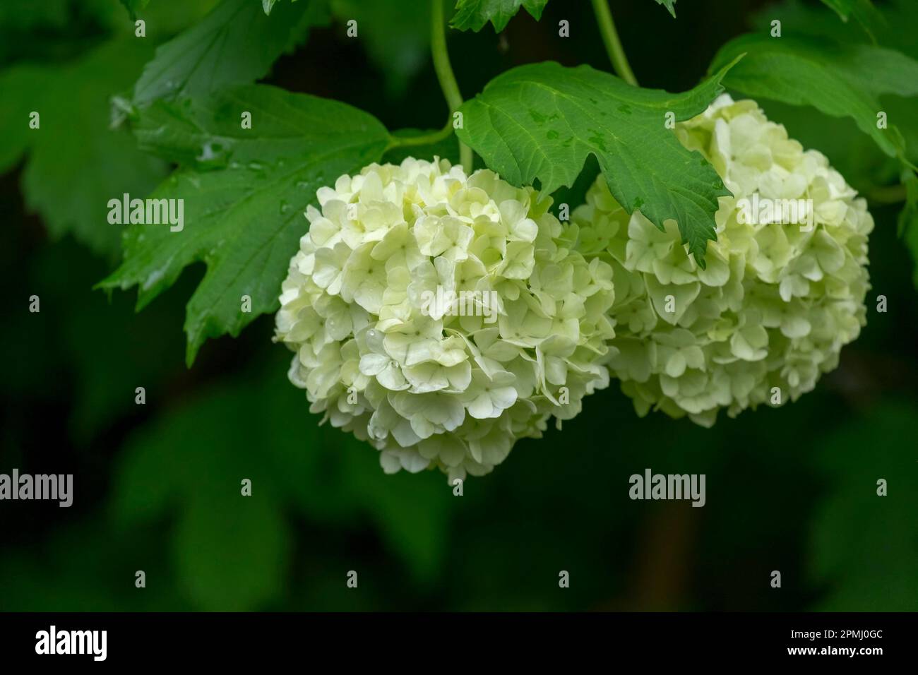 Common guelder rose (Viburnum opulus), Roseum variety Stock Photo - Alamy