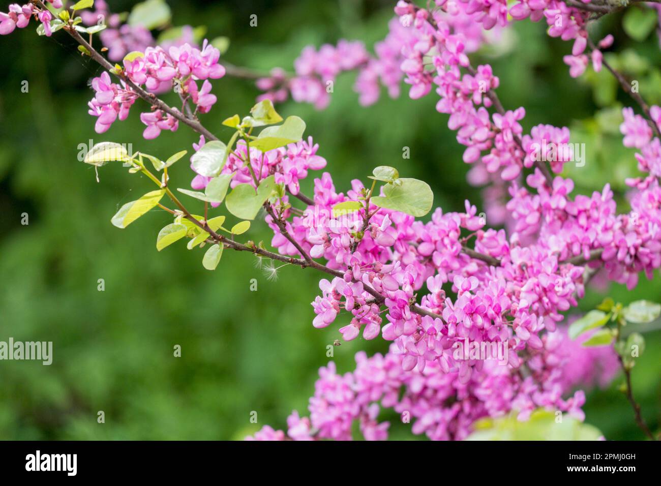 Flowering Common Judas Tree (Cercis siliquastrum Stock Photo - Alamy