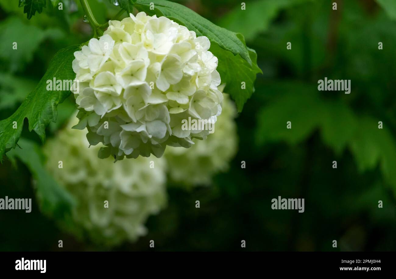 Common guelder rose (Viburnum opulus), Roseum variety Stock Photo - Alamy