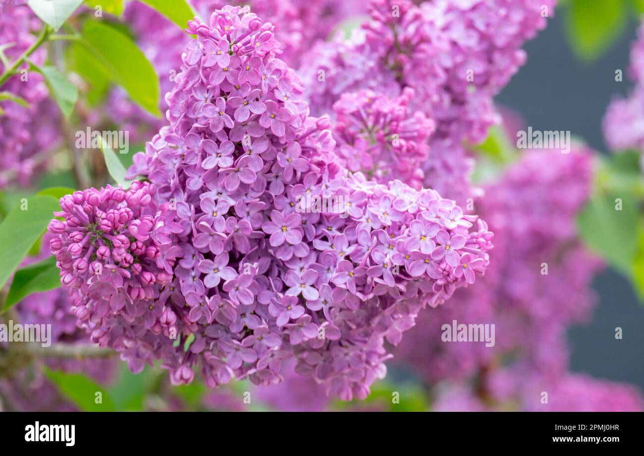Common lilac (Syringa vulgaris), purple flowers Stock Photo - Alamy
