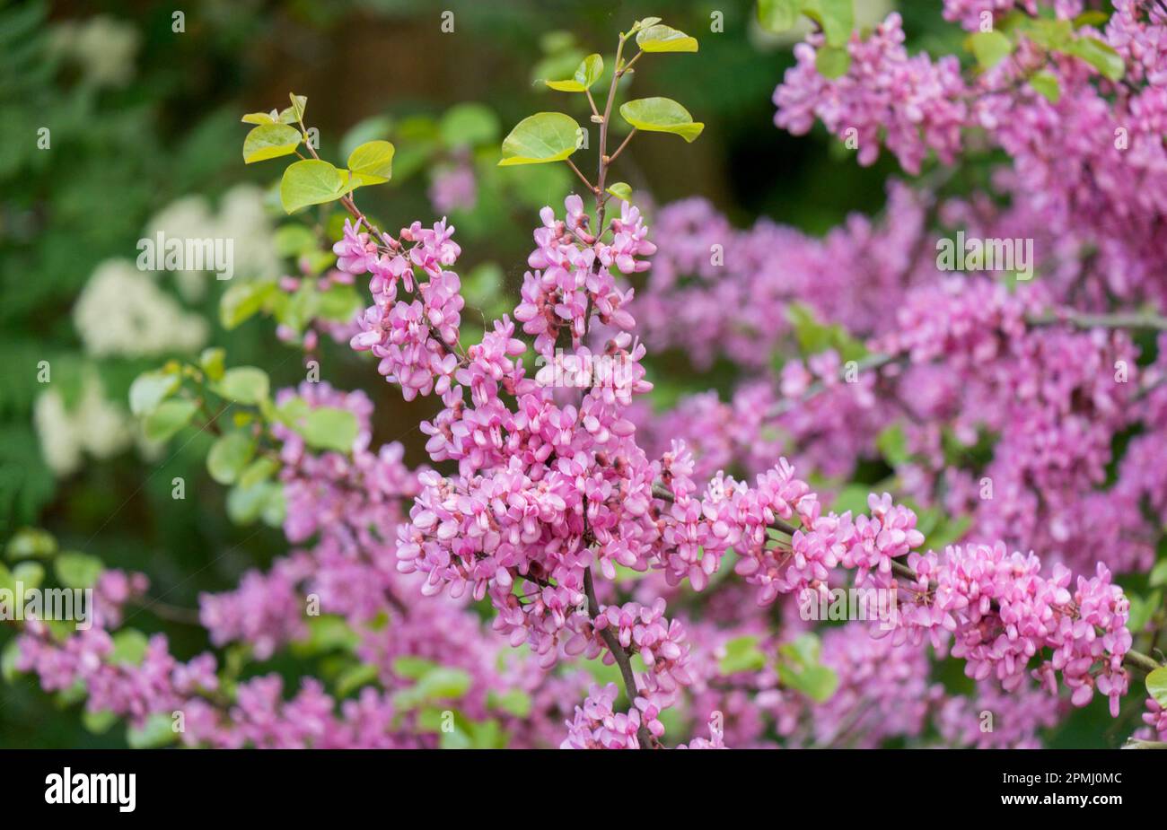 Flowering Common Judas Tree (Cercis siliquastrum Stock Photo - Alamy