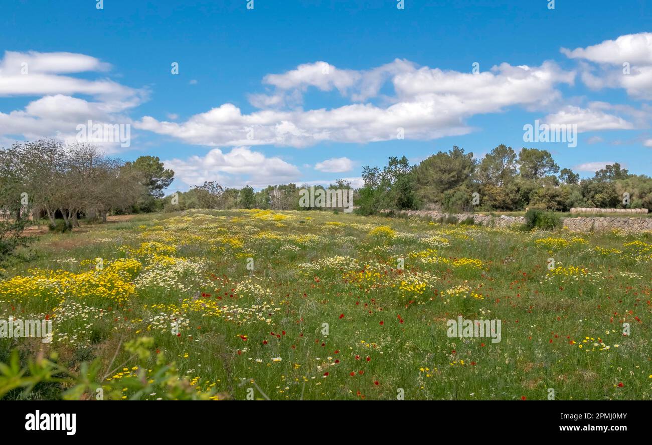 Spring in Majorca Stock Photo - Alamy