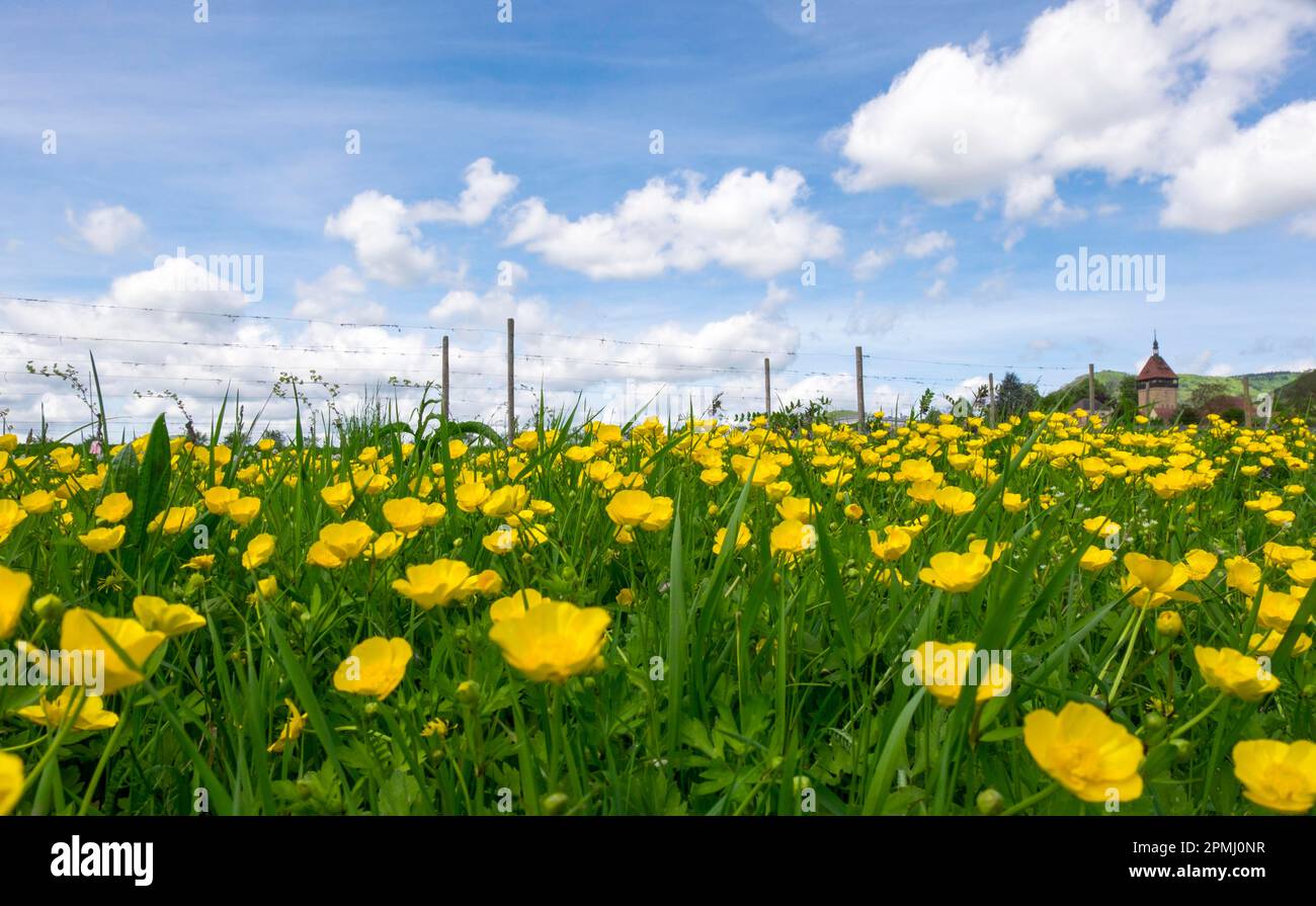 Poison buttercup hi-res stock photography and images - Alamy