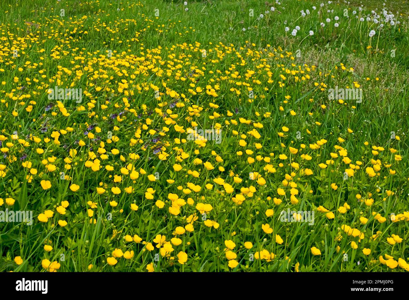 Poison buttercup hi-res stock photography and images - Alamy