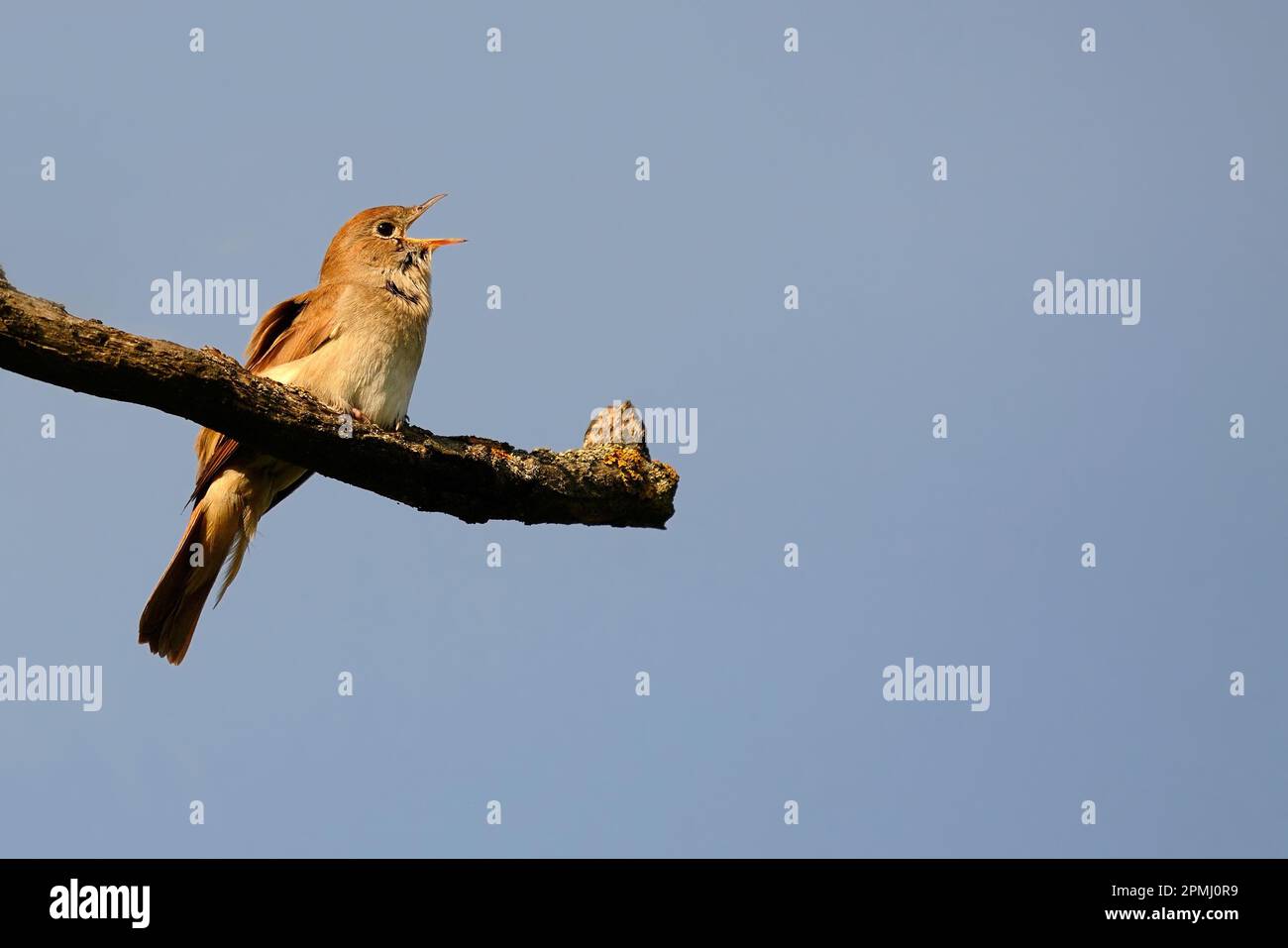 Nightingale on branch hi-res stock photography and images - Alamy