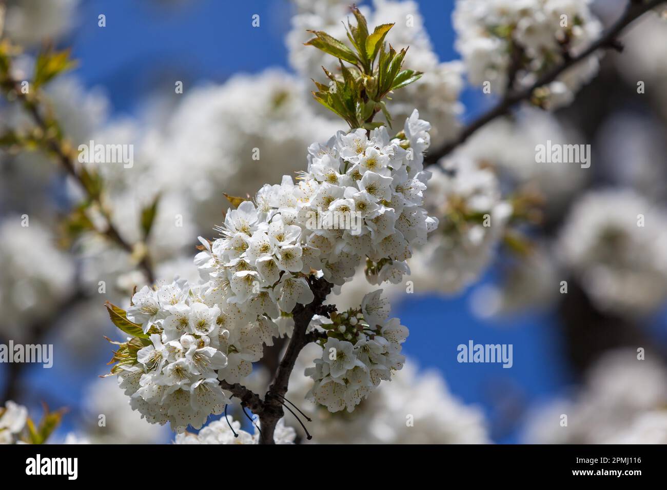 Inflorescence fruit blossom Stock Photo - Alamy