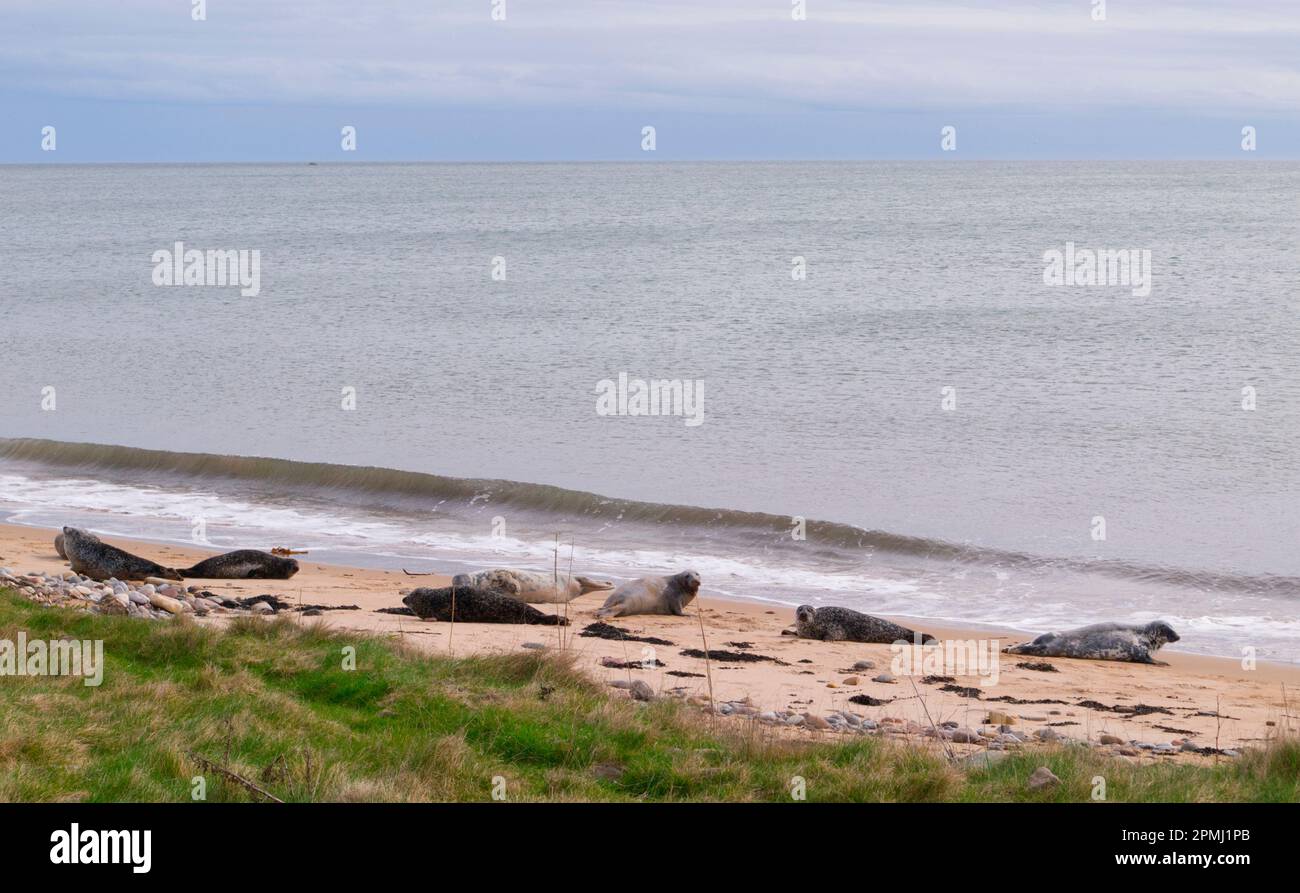Grey seals on beach near Brora, Sutherland Stock Photo - Alamy