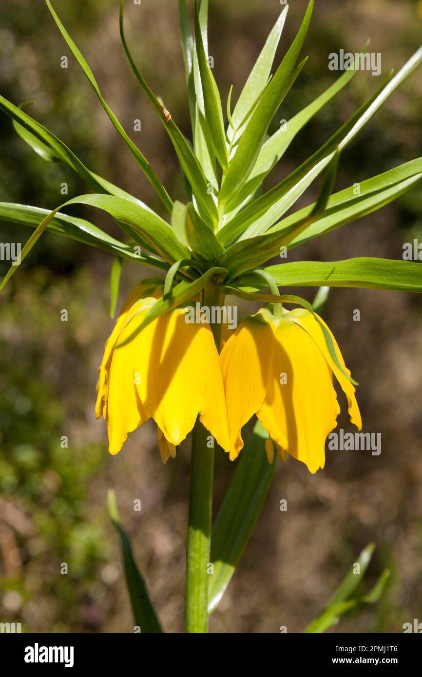 Kaisers crown flower garden hi-res stock photography and images - Alamy