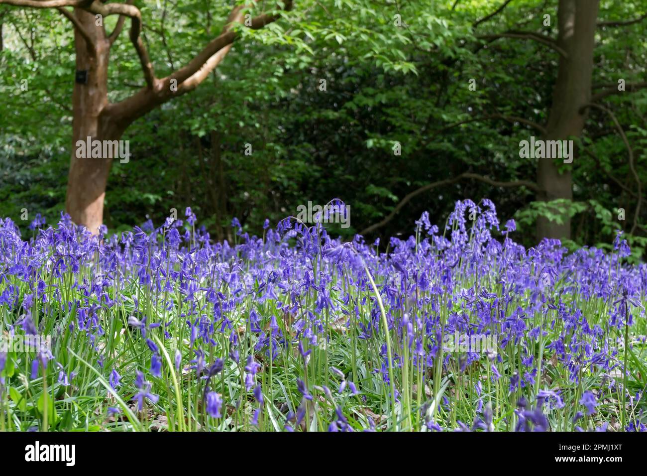 Bluebells in Full Bloom Stock Photo - Alamy