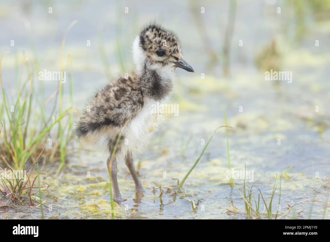Baby lapwing hi-res stock photography and images - Alamy