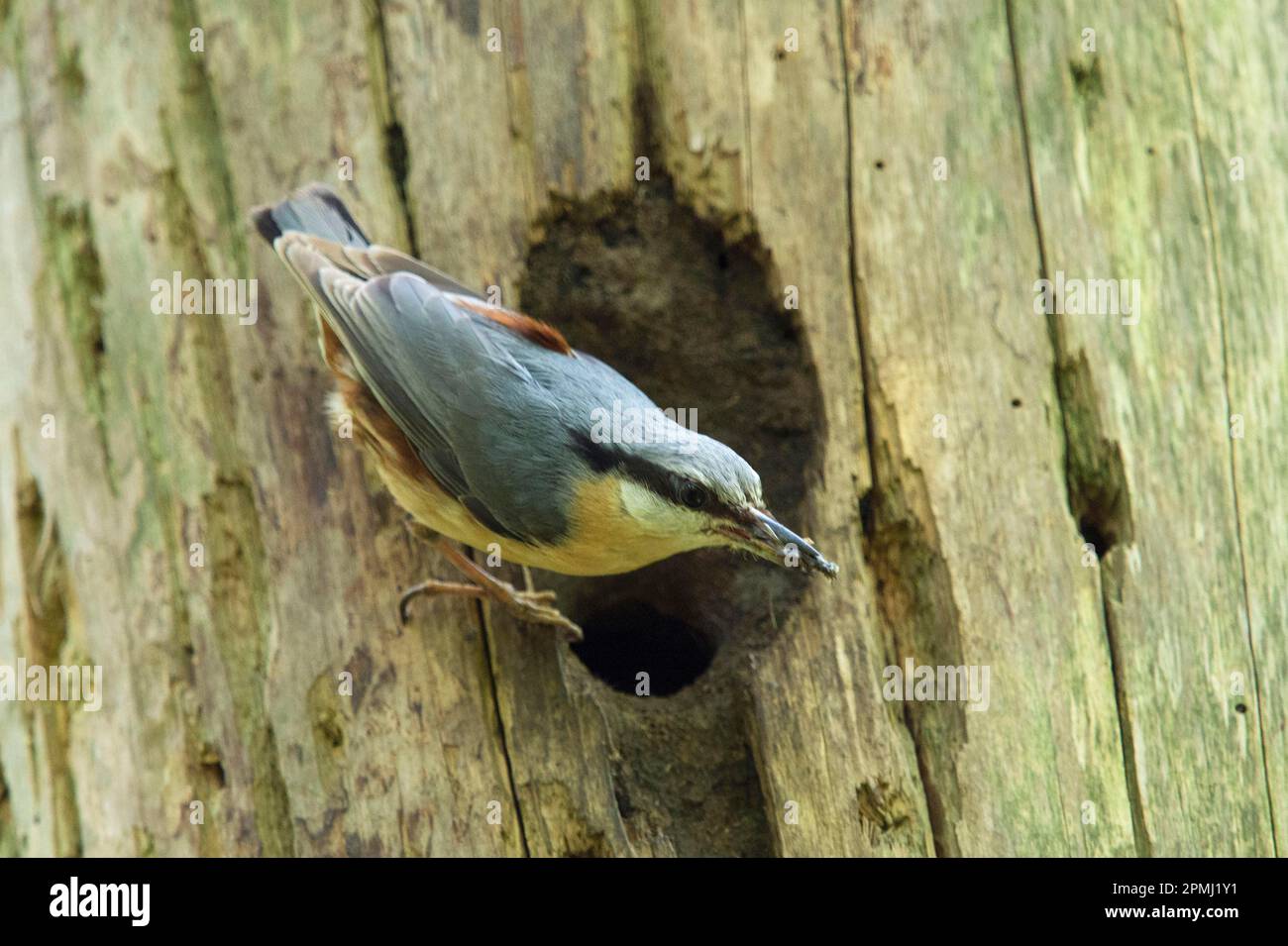 Eurasian nuthatch (Sitta europaea), at breeding burrow Sennestadt ...