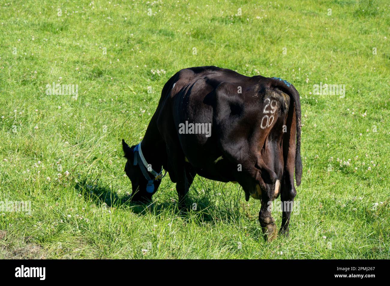 cow is eating grass. Cow on a meadow. Black cow on green grass field ...