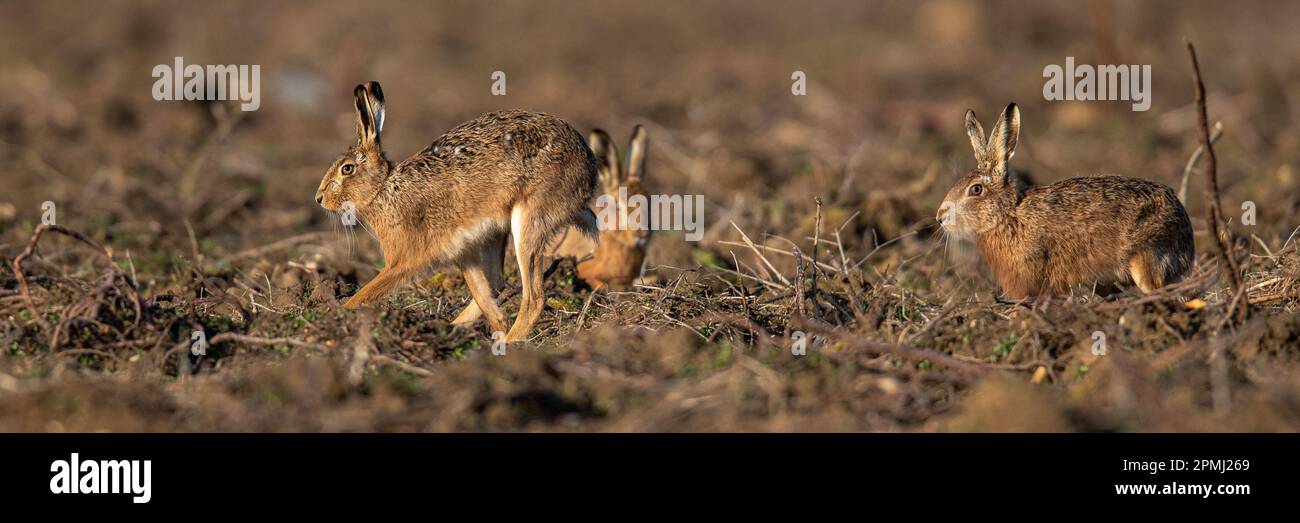 A female Brown Hare ( Lepus europaeus) being chased by two males at the ...