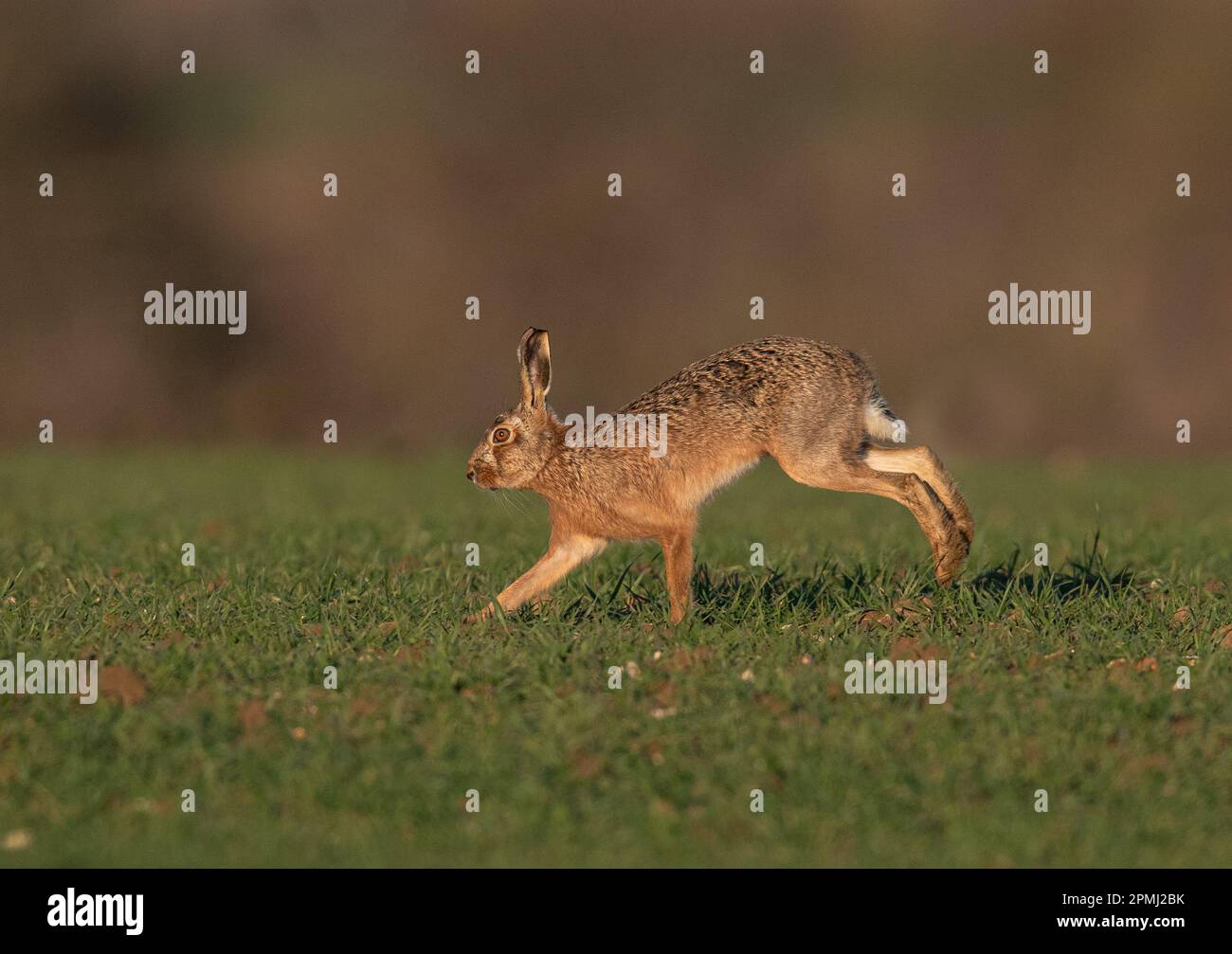 A Brown Hare( Lepus europaeus) accelerating across the farmers crop,at ...